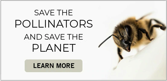 Meet the Herbalist with Bevin Clare | Featuring Denise Cusack