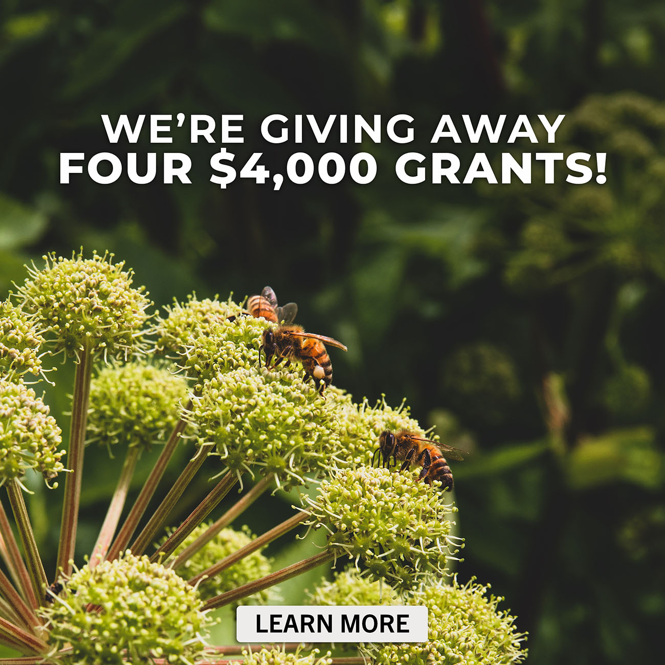 Fruiting Beauty with Jiling Lin